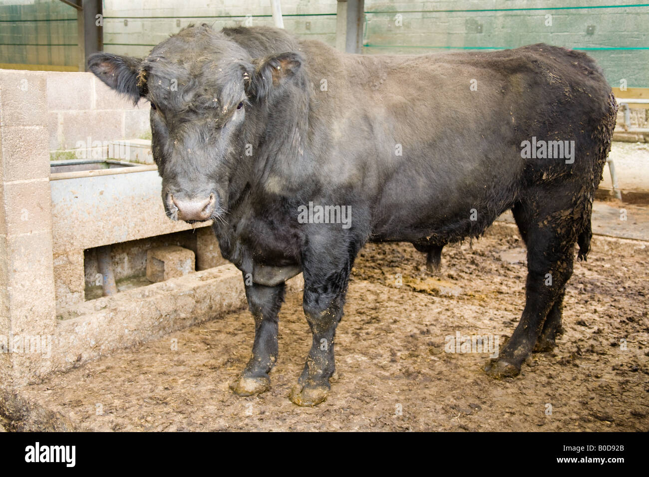 Black bull in a barn Hampshire England Stock Photo - Alamy