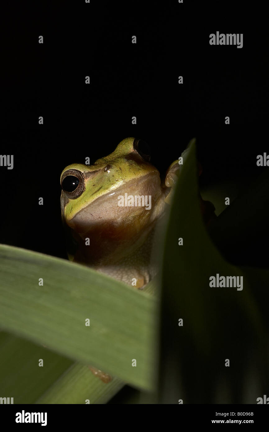 Italian Tree Frog Hyla intermedia Central Italy Stock Photo - Alamy