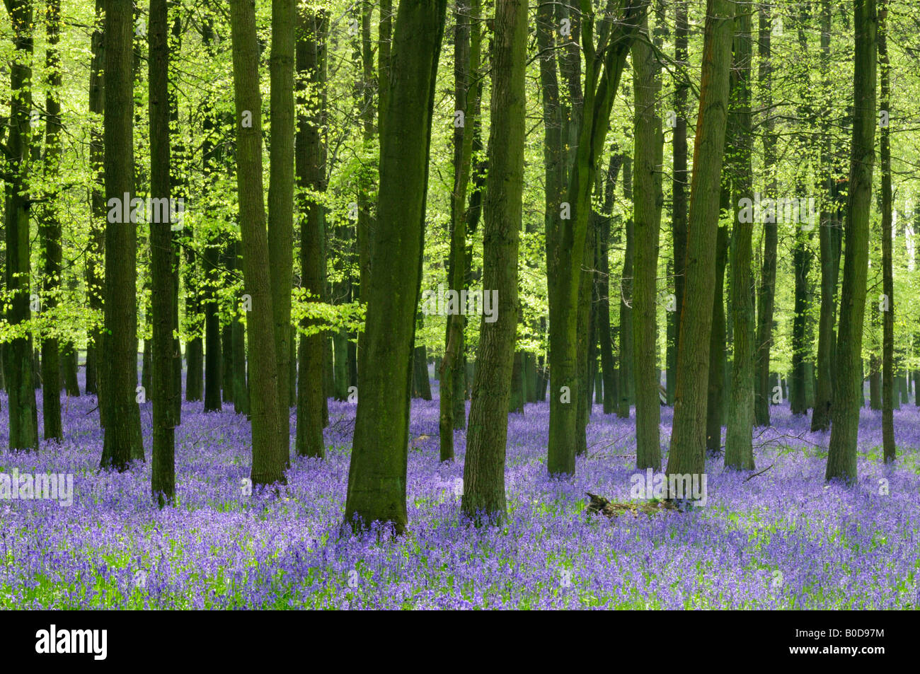 Dockey Wood Ashridge Estate Hertfordshire England UK Stock Photo - Alamy