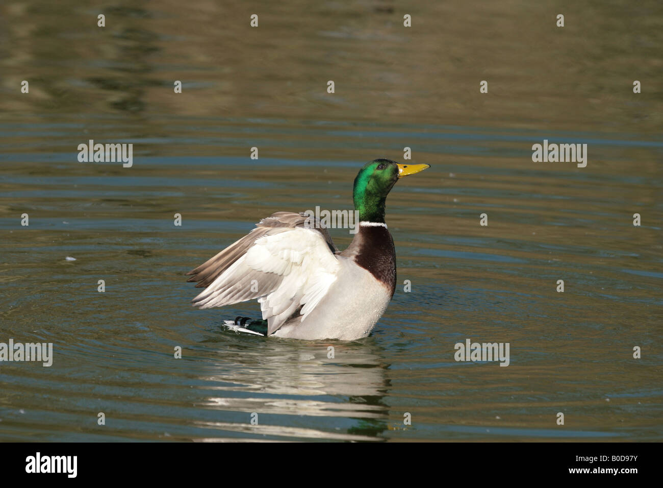 Male mallard duck stretching its wings Stock Photo - Alamy