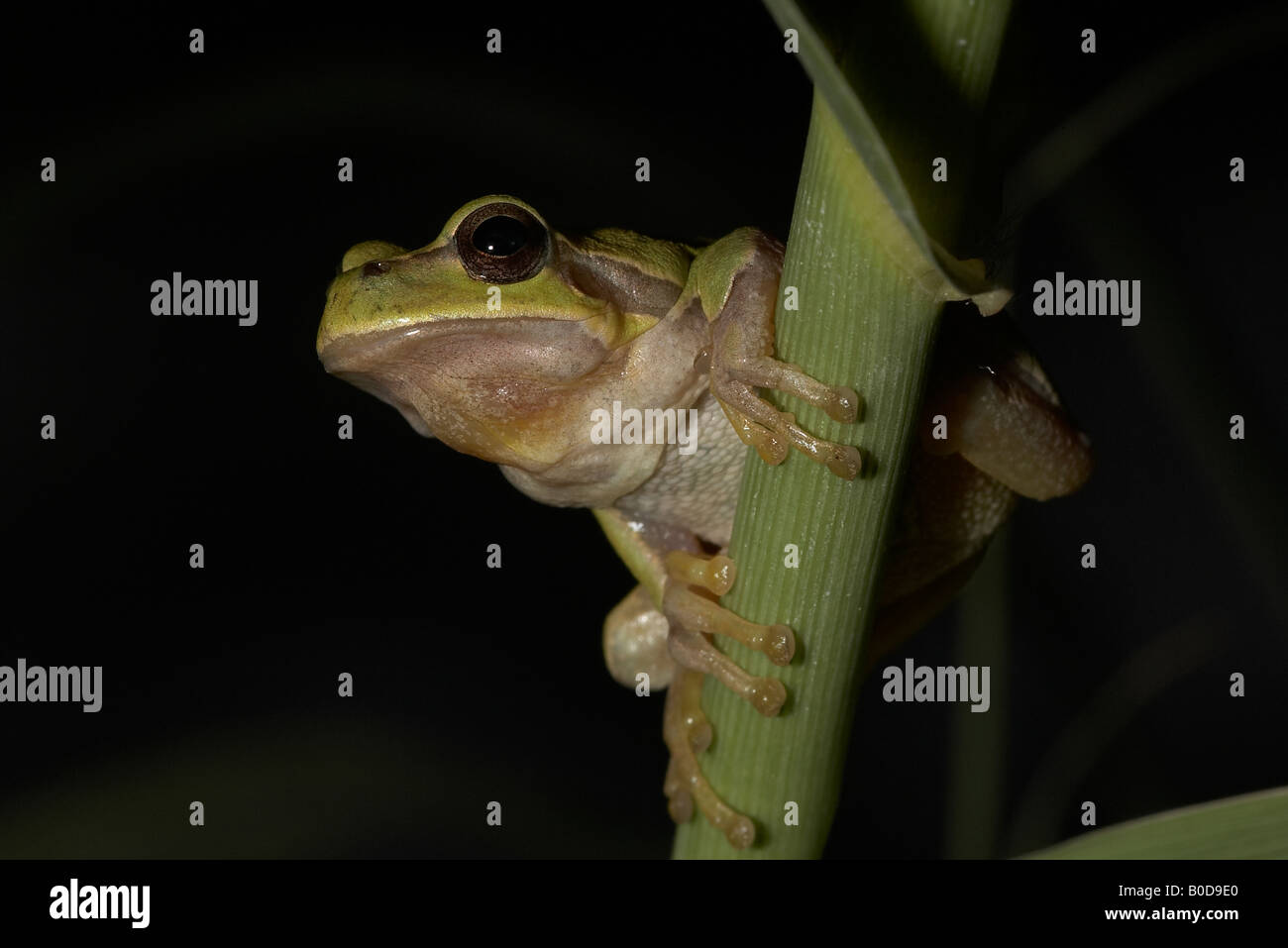 Italian Tree Frog Hyla intermedia Central Italy Stock Photo - Alamy