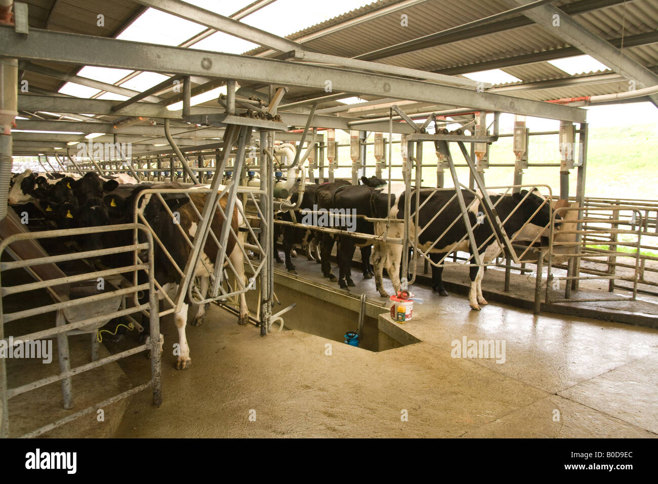 Cows being milked hi-res stock photography and images - Alamy