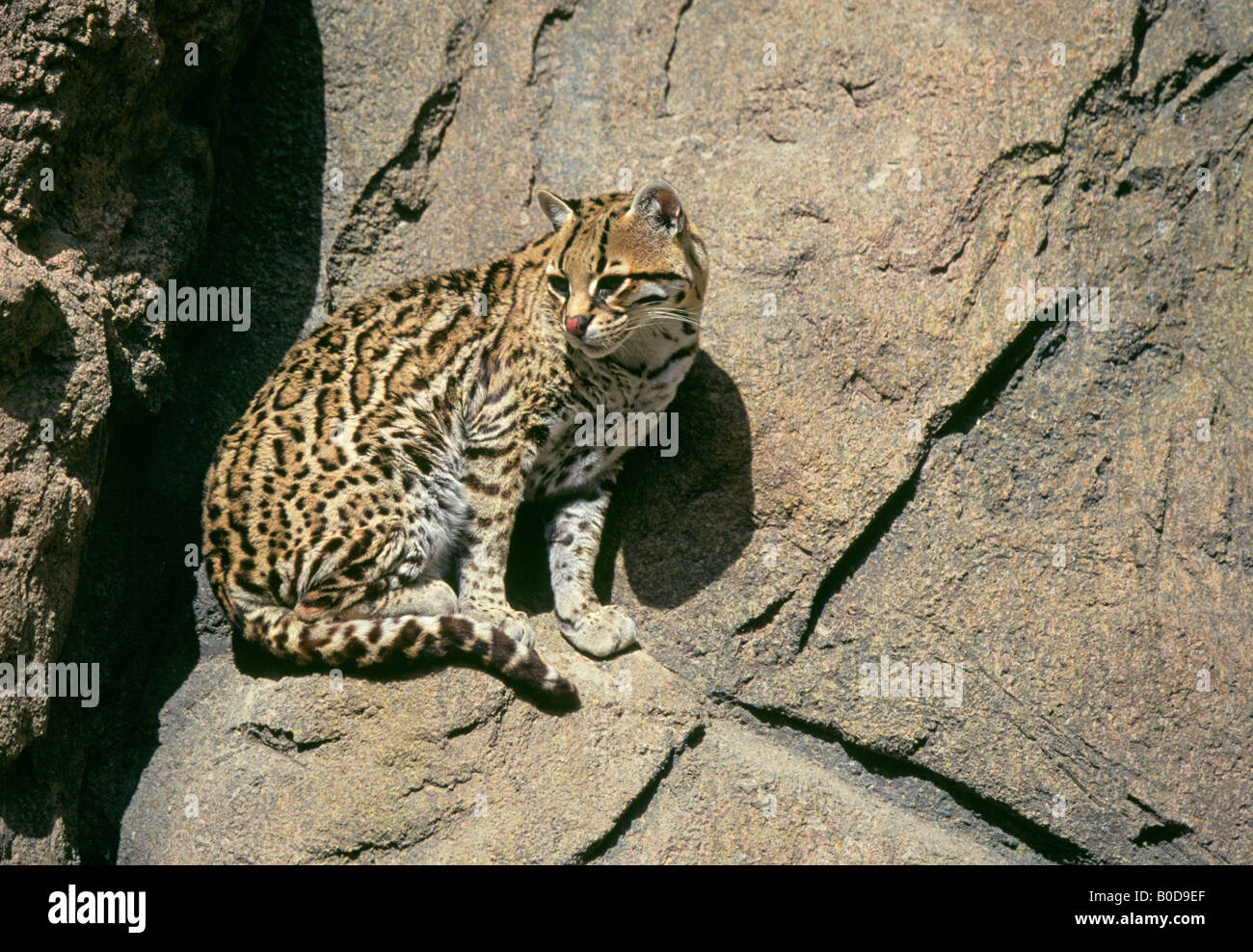 Ocelot Leopardus pardalis also known as the Painted Leopard McKenney s ...