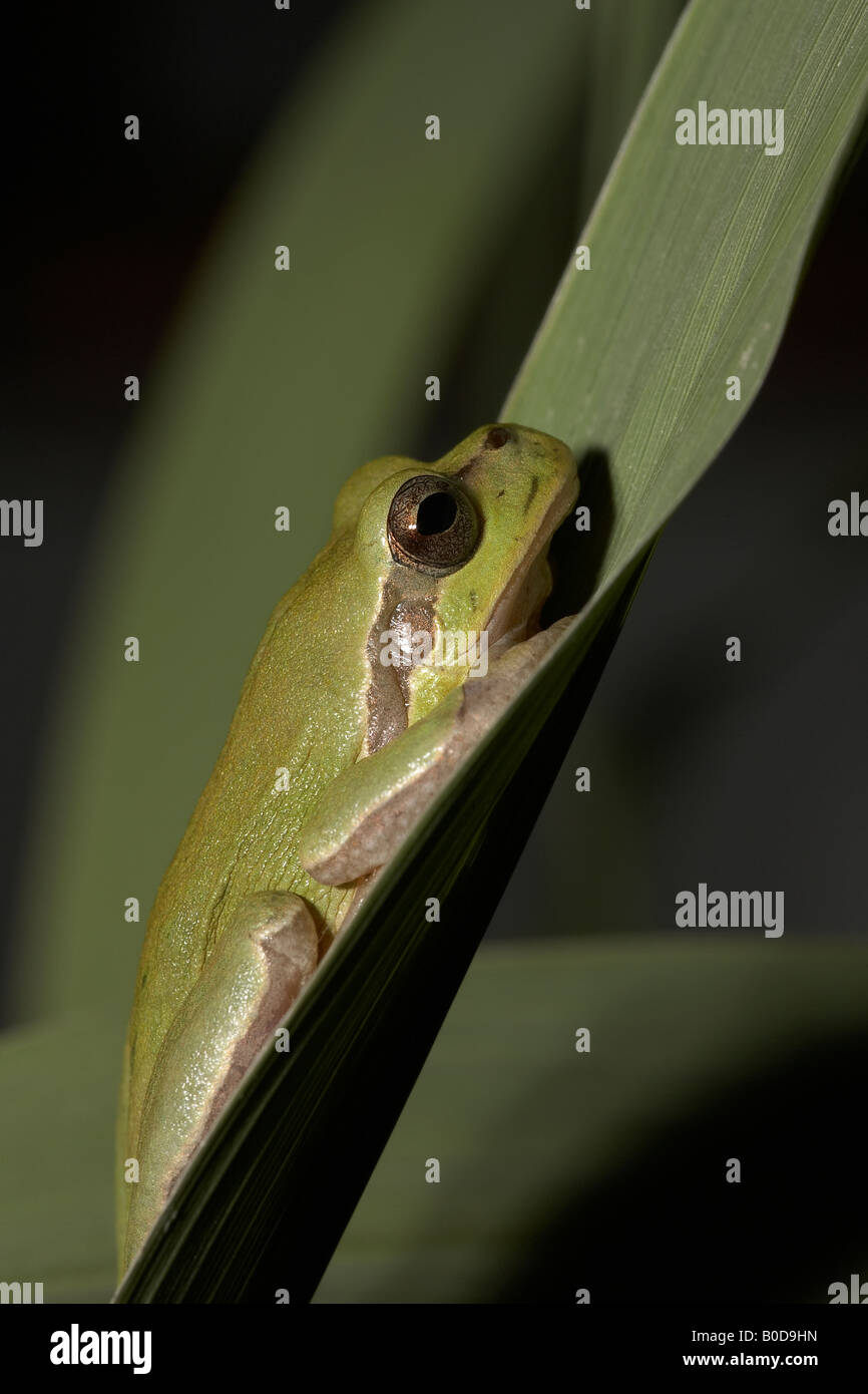 Italian Tree Frog Hyla intermedia Central Italy Stock Photo - Alamy