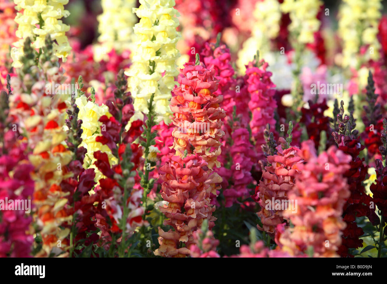 Orange hyacinth hi-res stock photography and images - Alamy