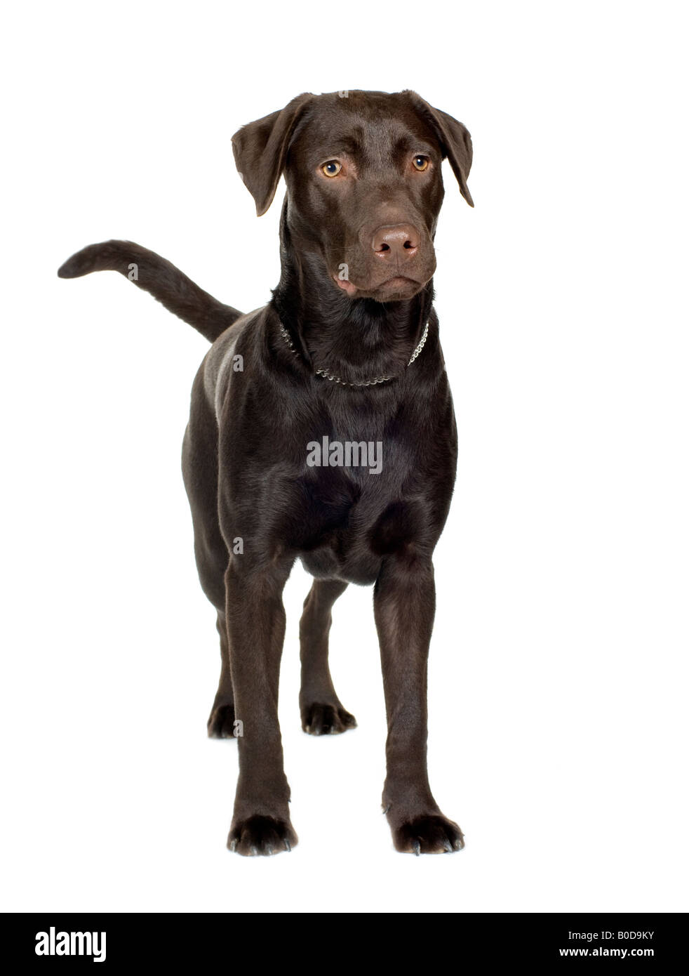 Labrador 8 months in front of a white background Stock Photo - Alamy