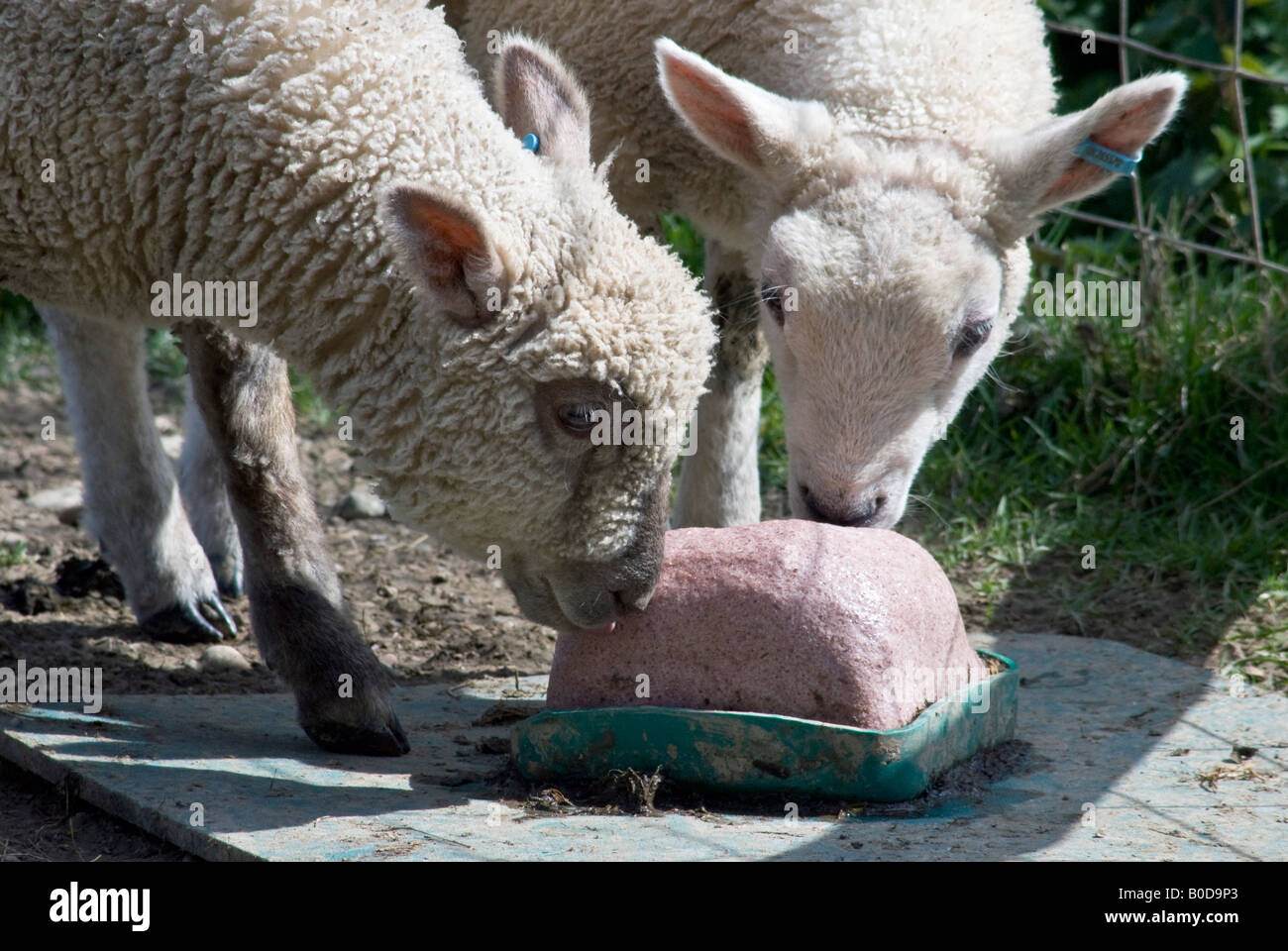 Two lambs licking cattle salt Stock Photo - Alamy