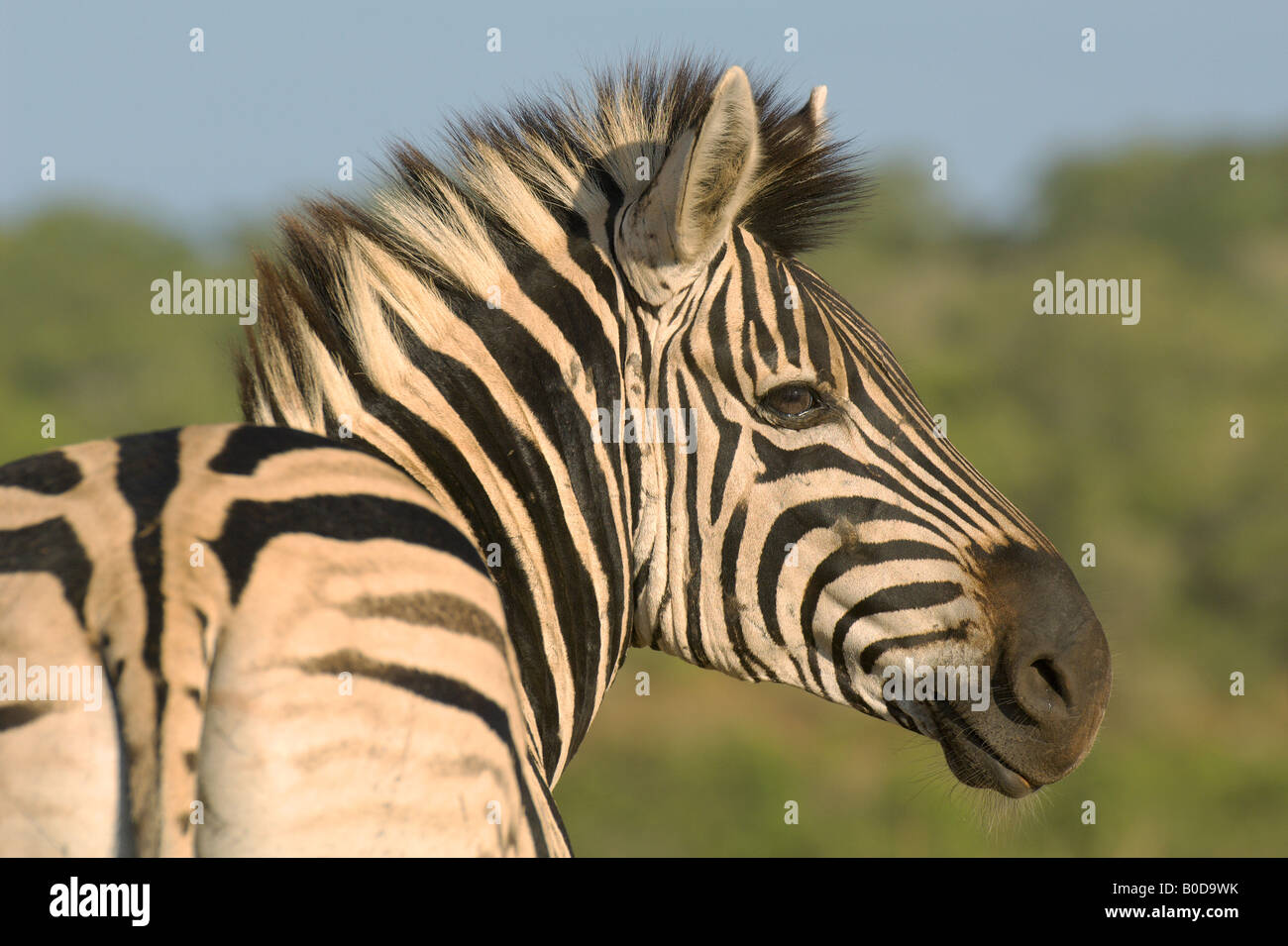 Zebra Equus burchelli African mammal African ungulate non ruminate ...