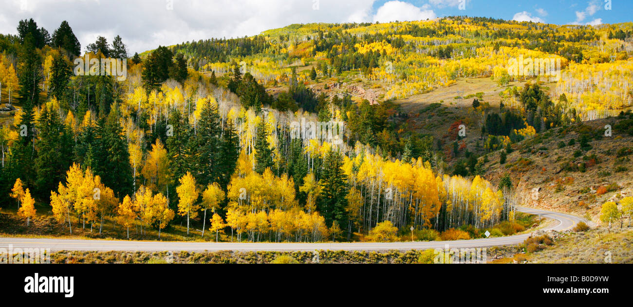 Aspen tree groves and Highway 149 in fall, Curecanti National ...