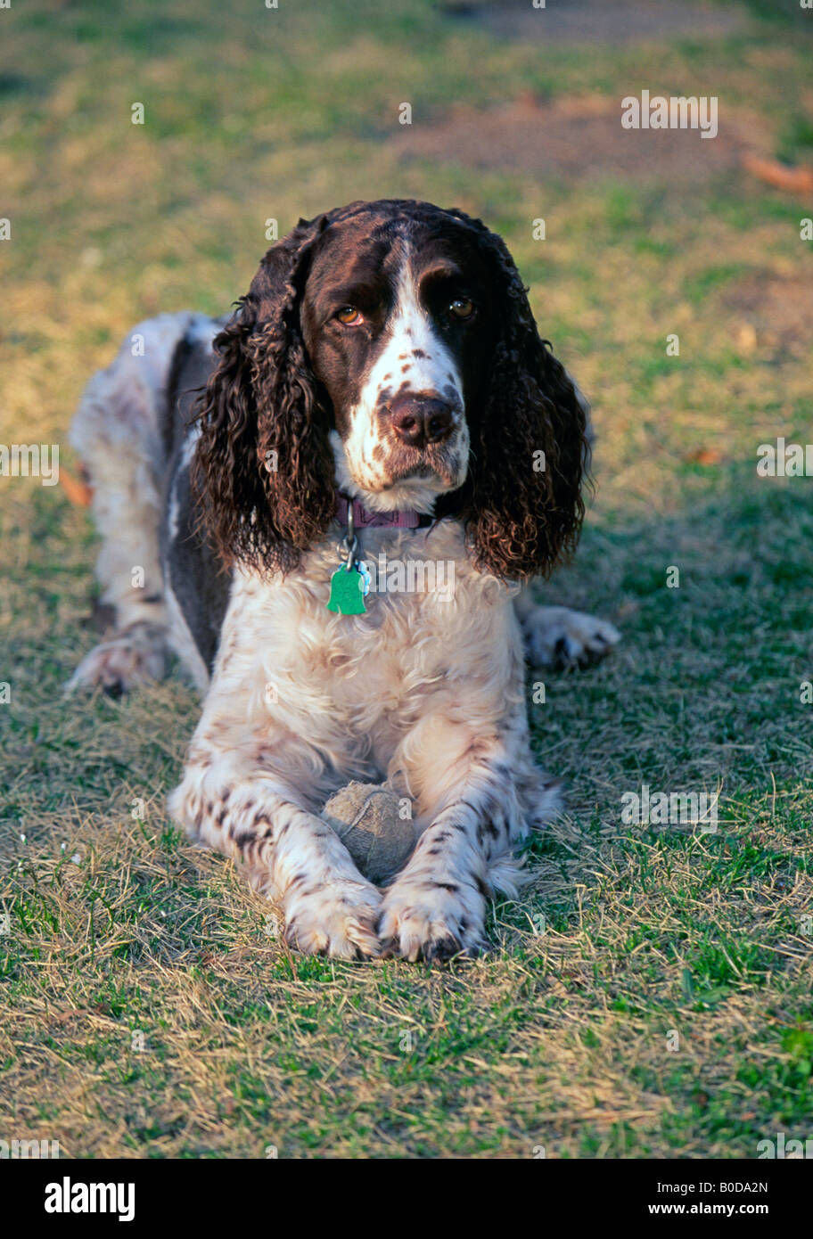 Liver white springer spaniel puppies hi-res stock photography and ...