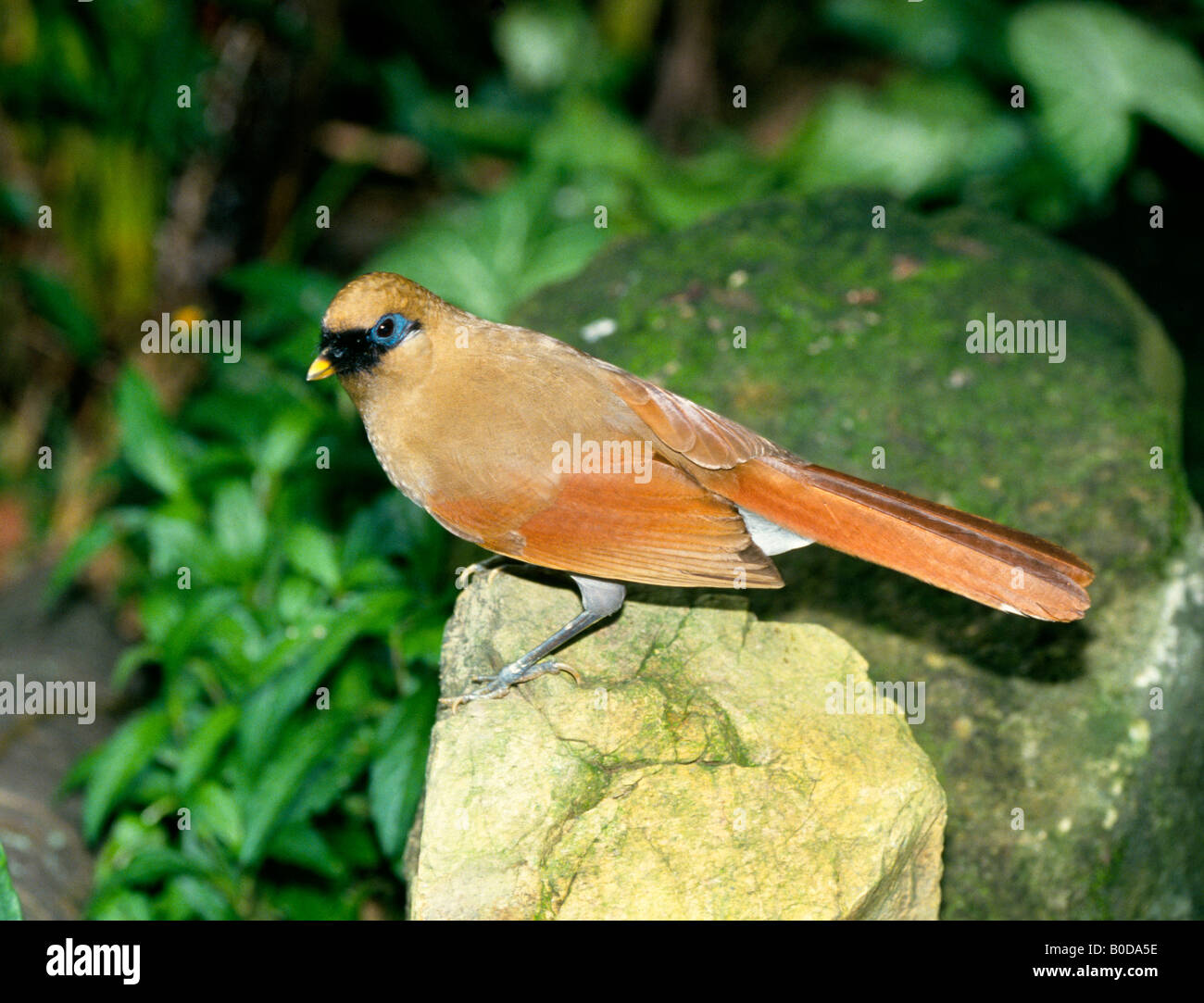 Portrait of a grey sided laughing thrush Garrulax caerulatus a rare ...