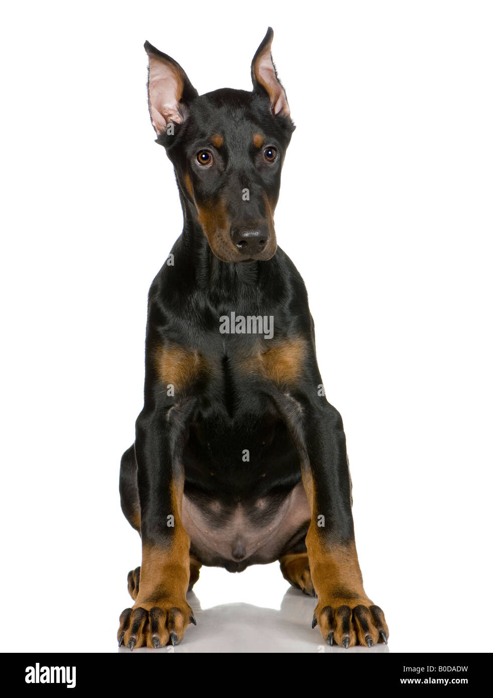 Doberman Pinscher in front of a white background Stock Photo - Alamy