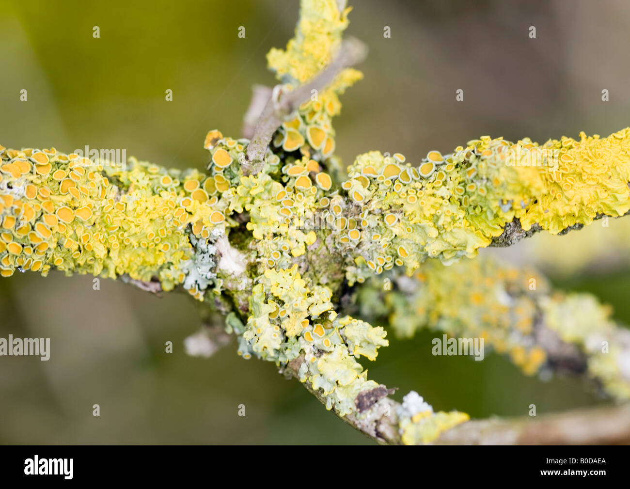 yellow lichen twig branch Stock Photo - Alamy