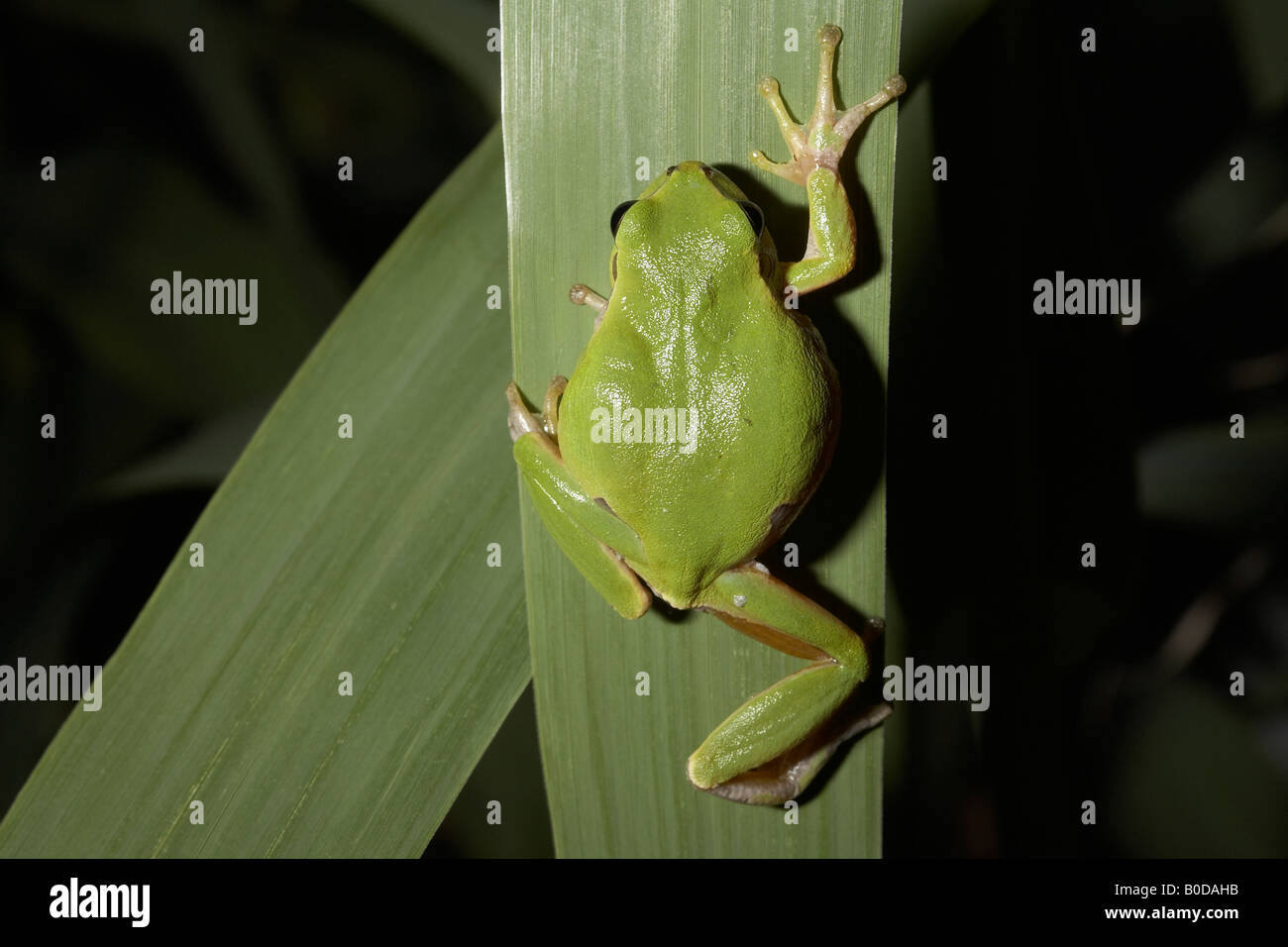 Italian Tree Frog, Hyla intermedia, Central Italy Stock Photo - Alamy