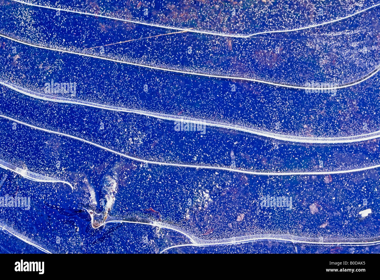 Ice patterns in a frozen puddle of water hi-res stock photography and ...