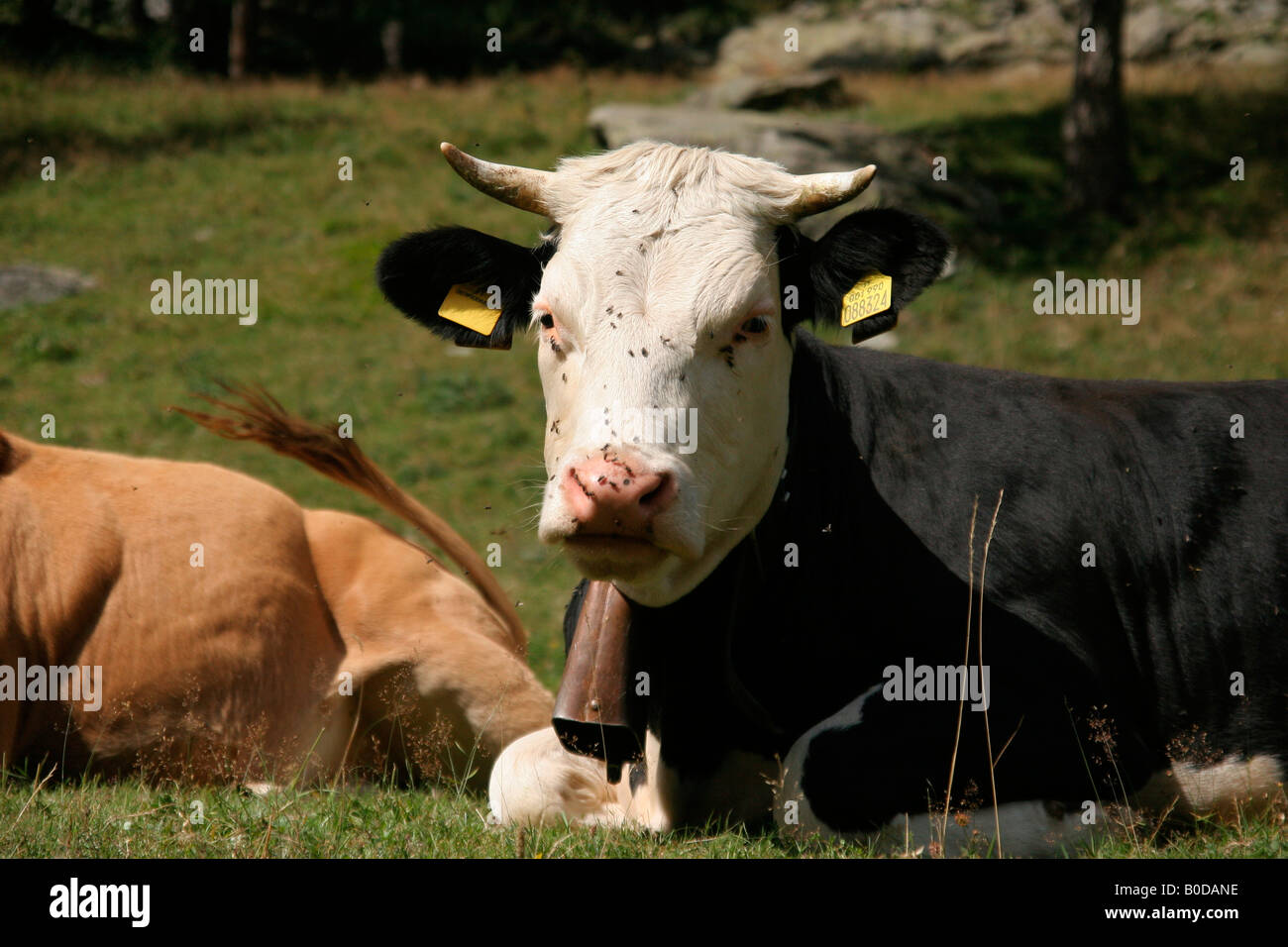 A cow sleeping in the Alps. Rifugio Willy Jervis, Val Pellice, Piemonte ...