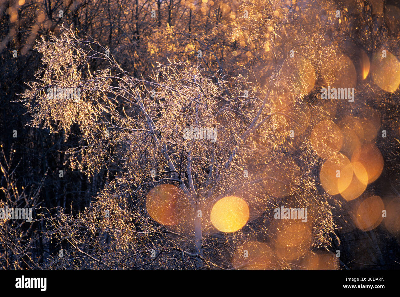 Tree trees golden highlights hi-res stock photography and images - Alamy