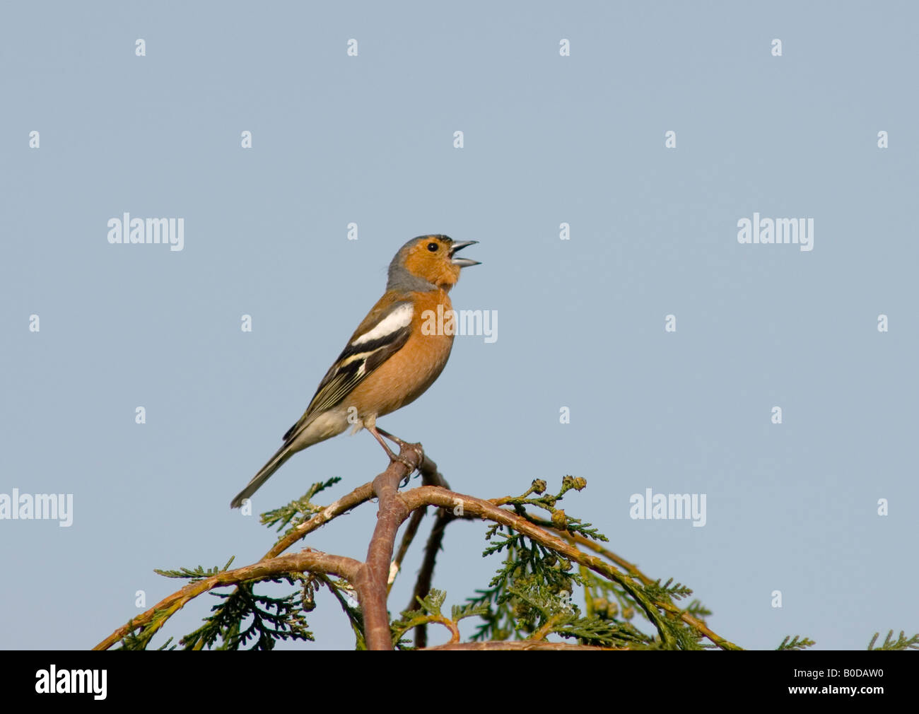 Male Chaffinch Singing (Fringilla coelebs) in the uk Stock Photo - Alamy