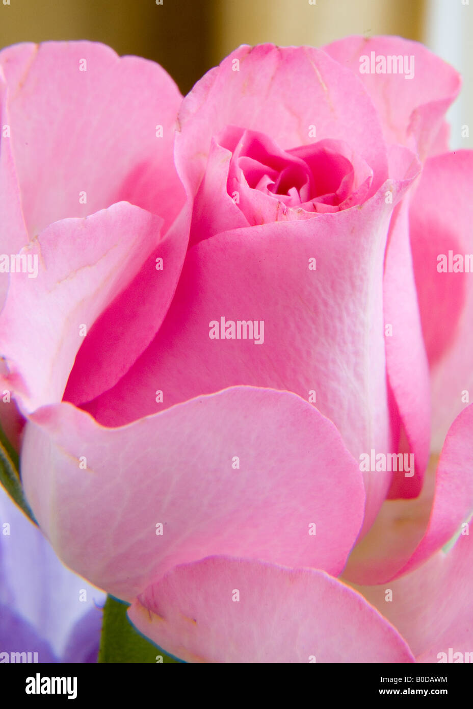 Pink rose single bloom Stock Photo - Alamy