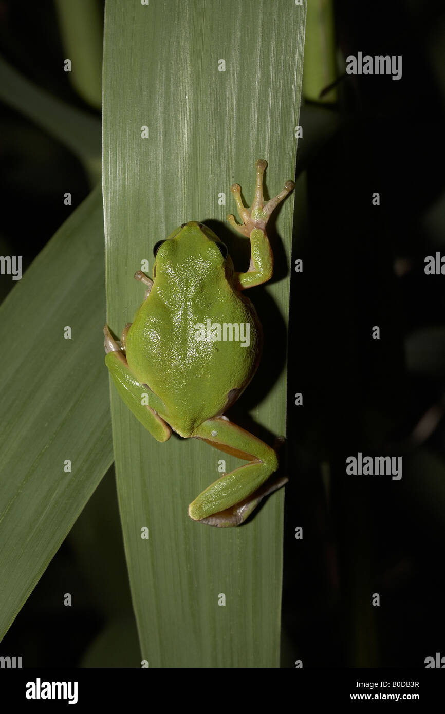 Italian Tree Frog, Hyla intermedia, Central Italy Stock Photo - Alamy