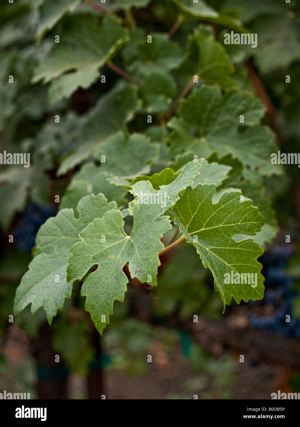 Cabernet noir hi-res stock photography and images - Alamy