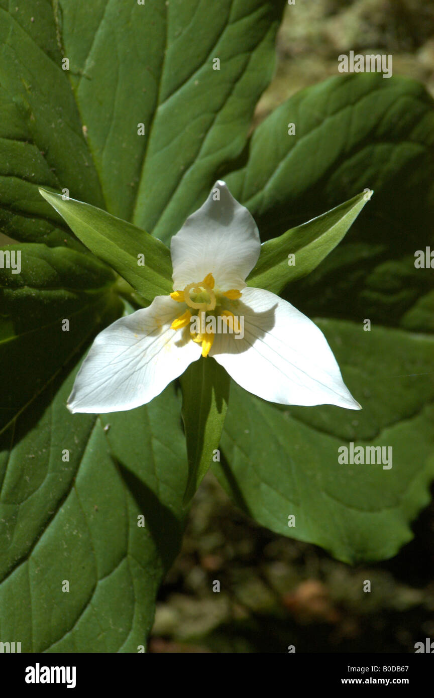 White trillium flower Stock Photo - Alamy