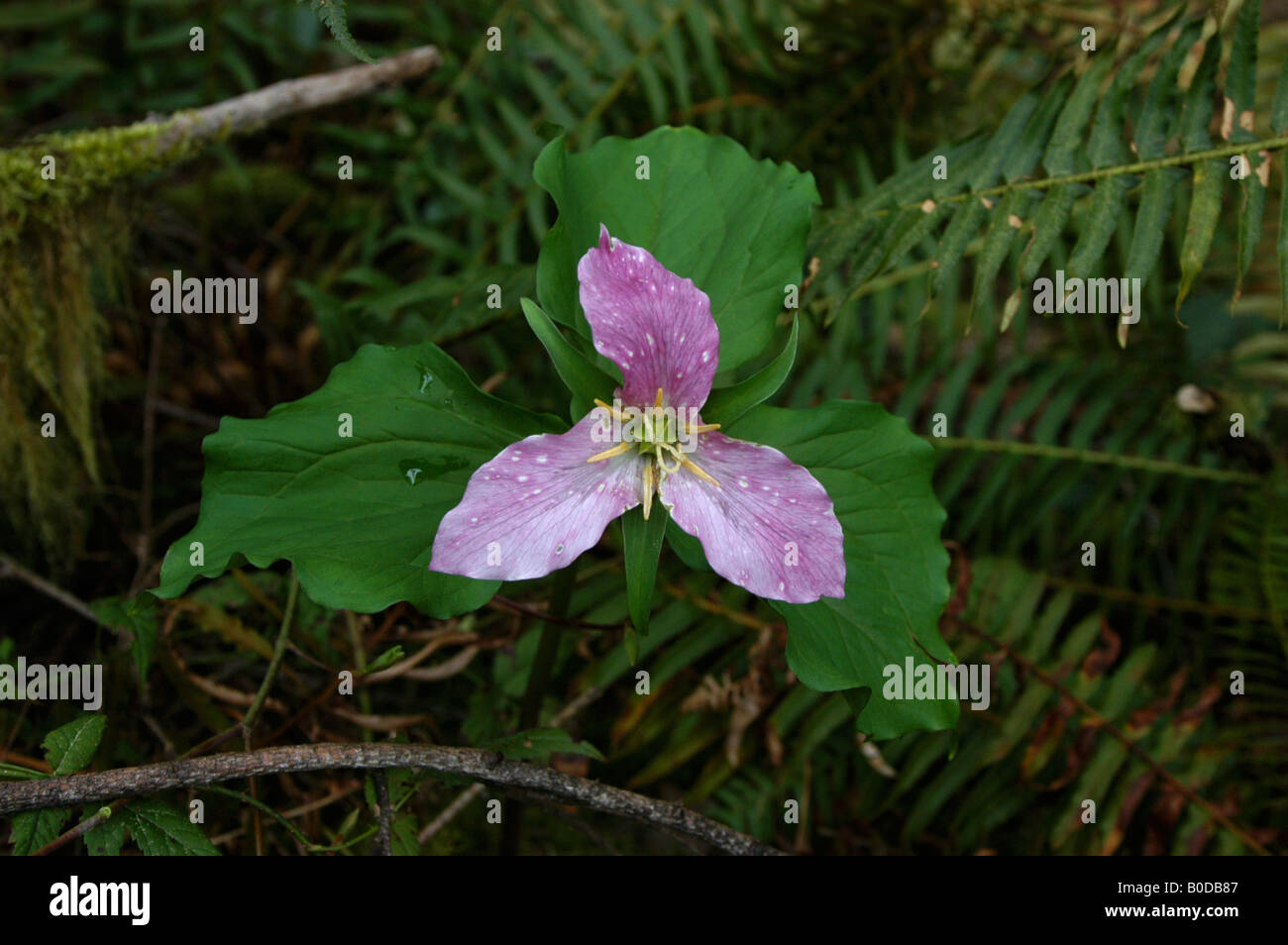 Pink trillium flower Stock Photo - Alamy