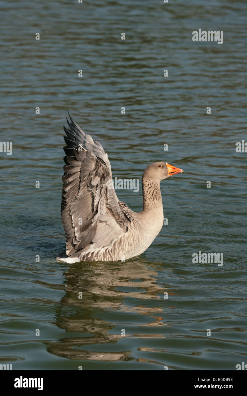 Greylag goose stretching its wings Stock Photo - Alamy