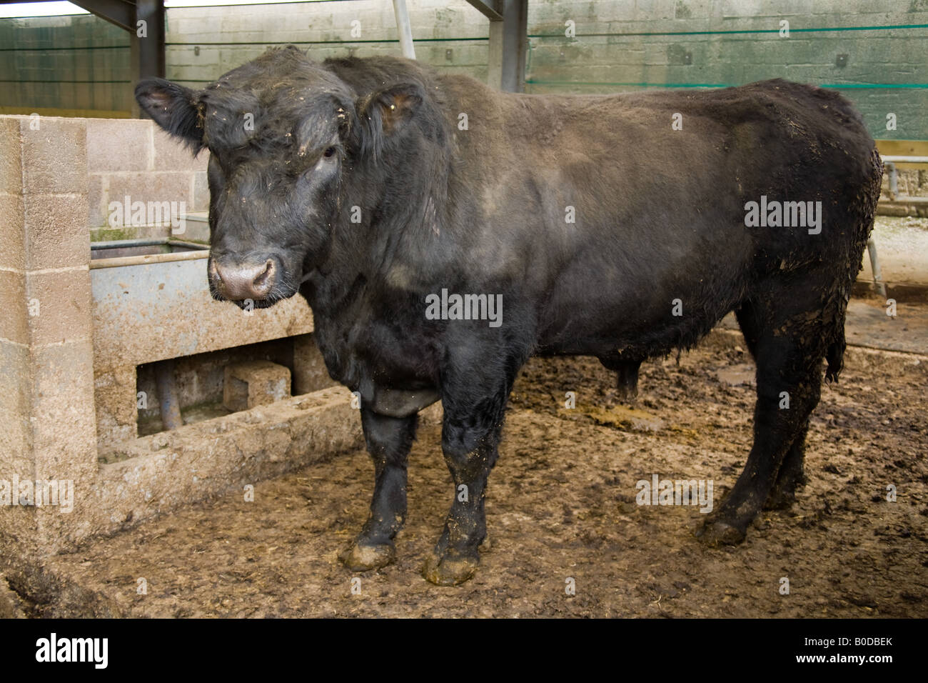 Black bull in a barn Hampshire England Stock Photo - Alamy