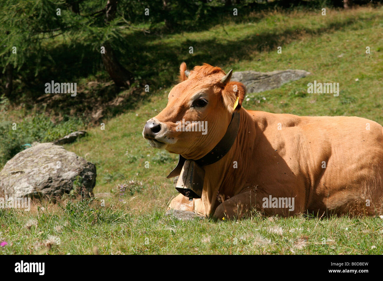 A cow in the Alps. Rifugio Willy Jervis, Val Pellice, Piemonte, Italy ...