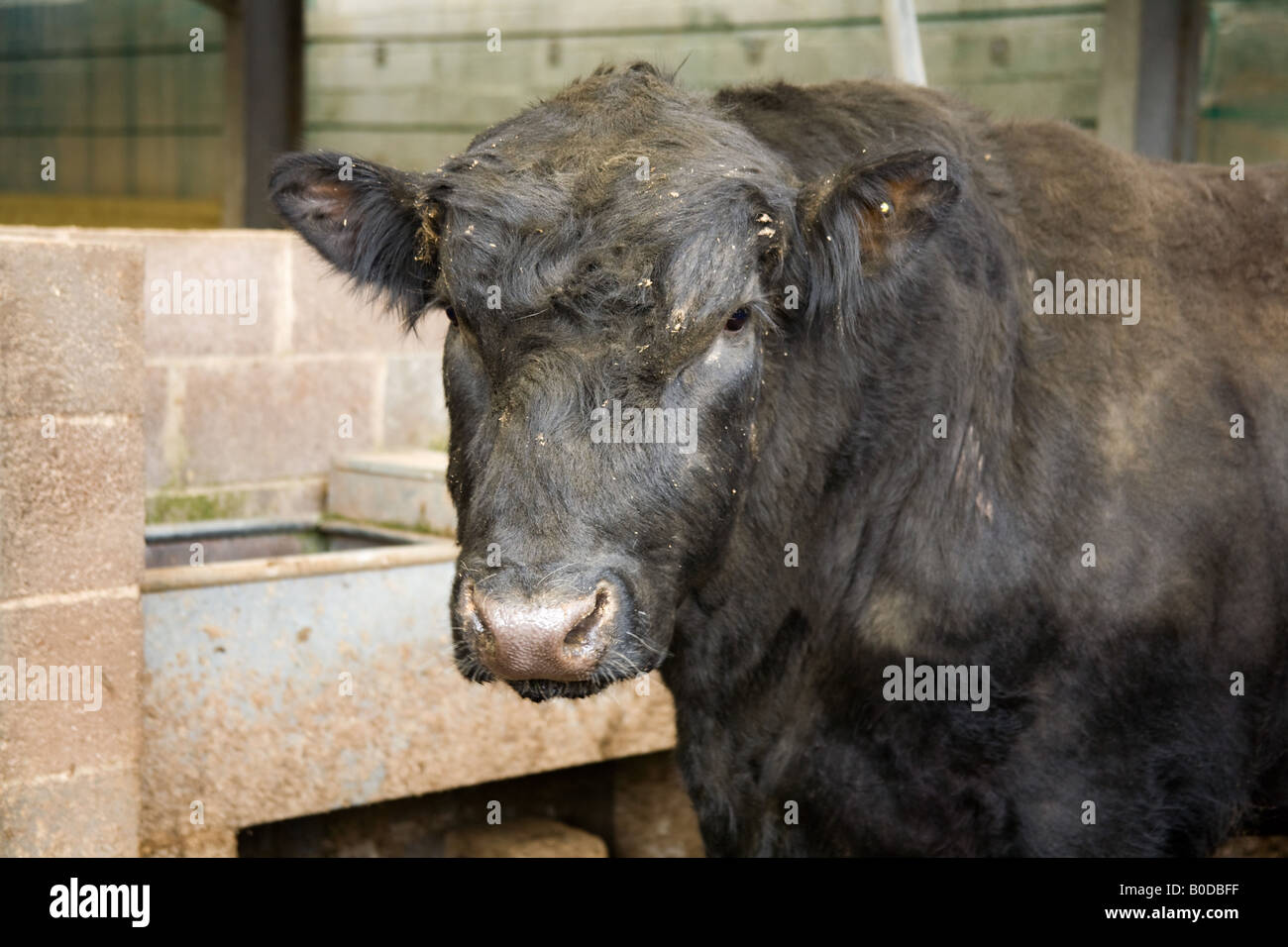 Black bull in a barn Hampshire England Stock Photo - Alamy