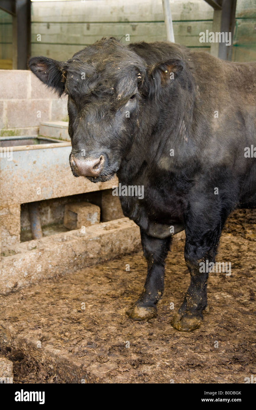 Black bull in a barn Hampshire England Stock Photo - Alamy