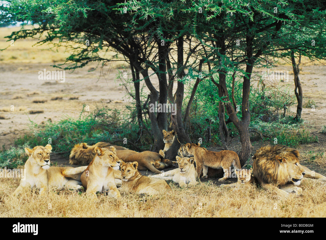 Male Lions Resting In Shade High Resolution Stock Photography and ...