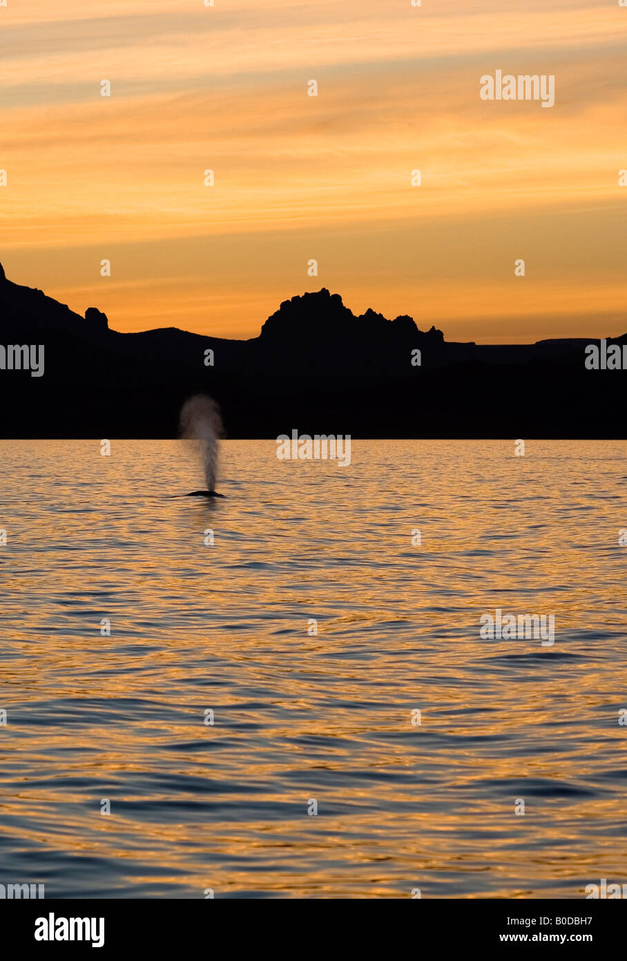 Blue Whale Blow at Sunset Stock Photo - Alamy