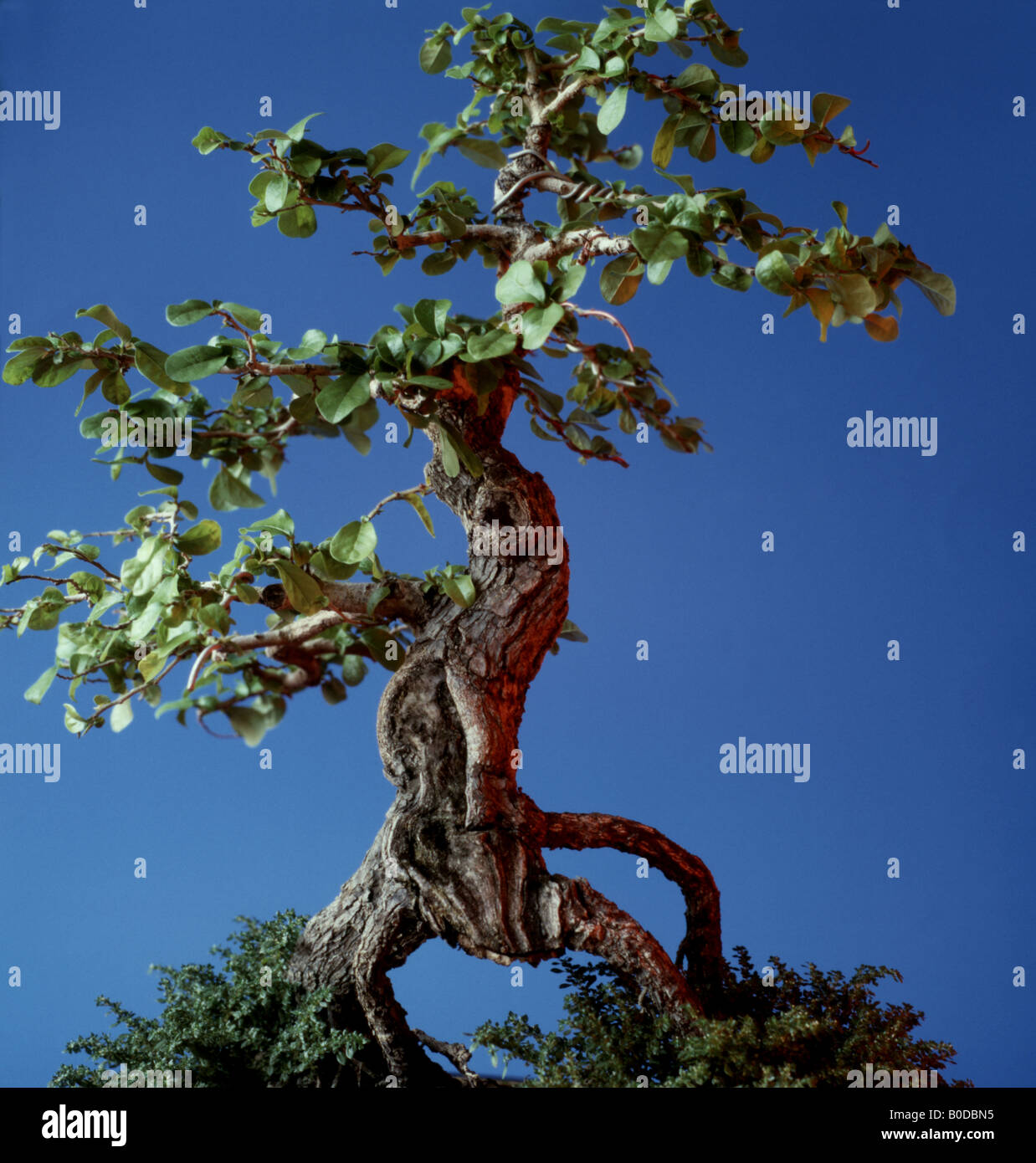Bonzai japan hi-res stock photography and images - Alamy