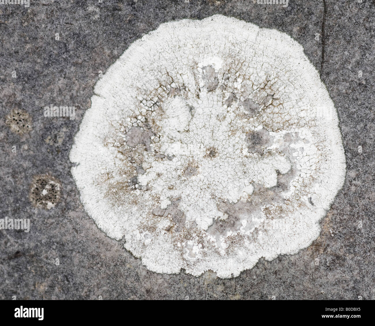 White lichen hi-res stock photography and images - Alamy