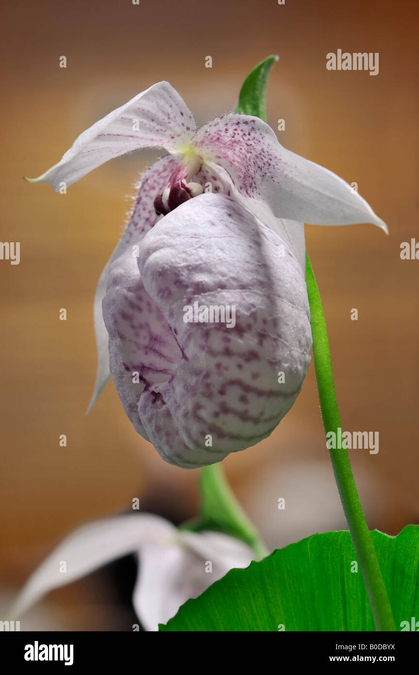 Formosa Lady s Slipper Orchid Cypripedium formosanum Stock Photo - Alamy