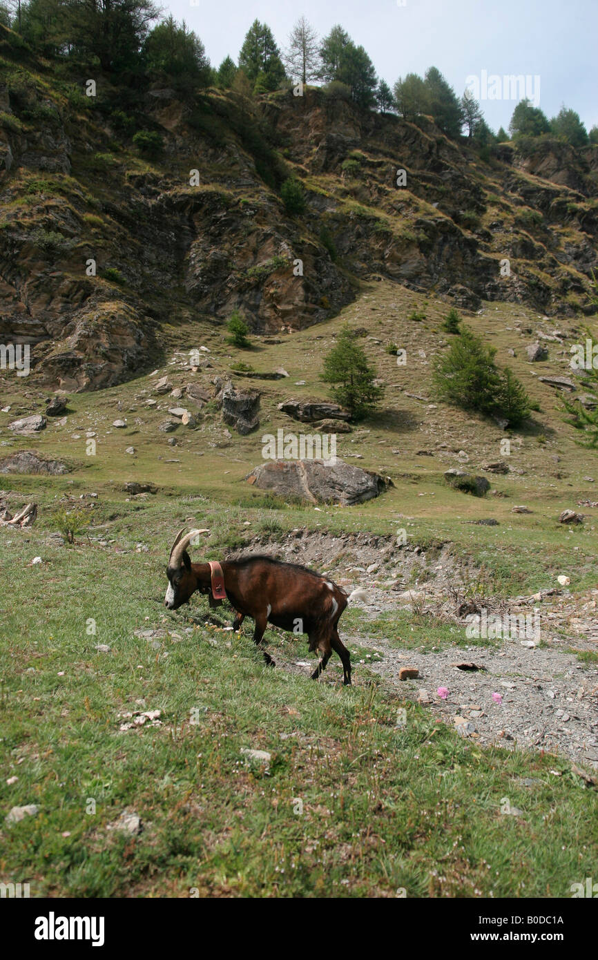 A goat eating in the Alps. Rifugio Willy Jervis, Val Pellice, Piemonte ...