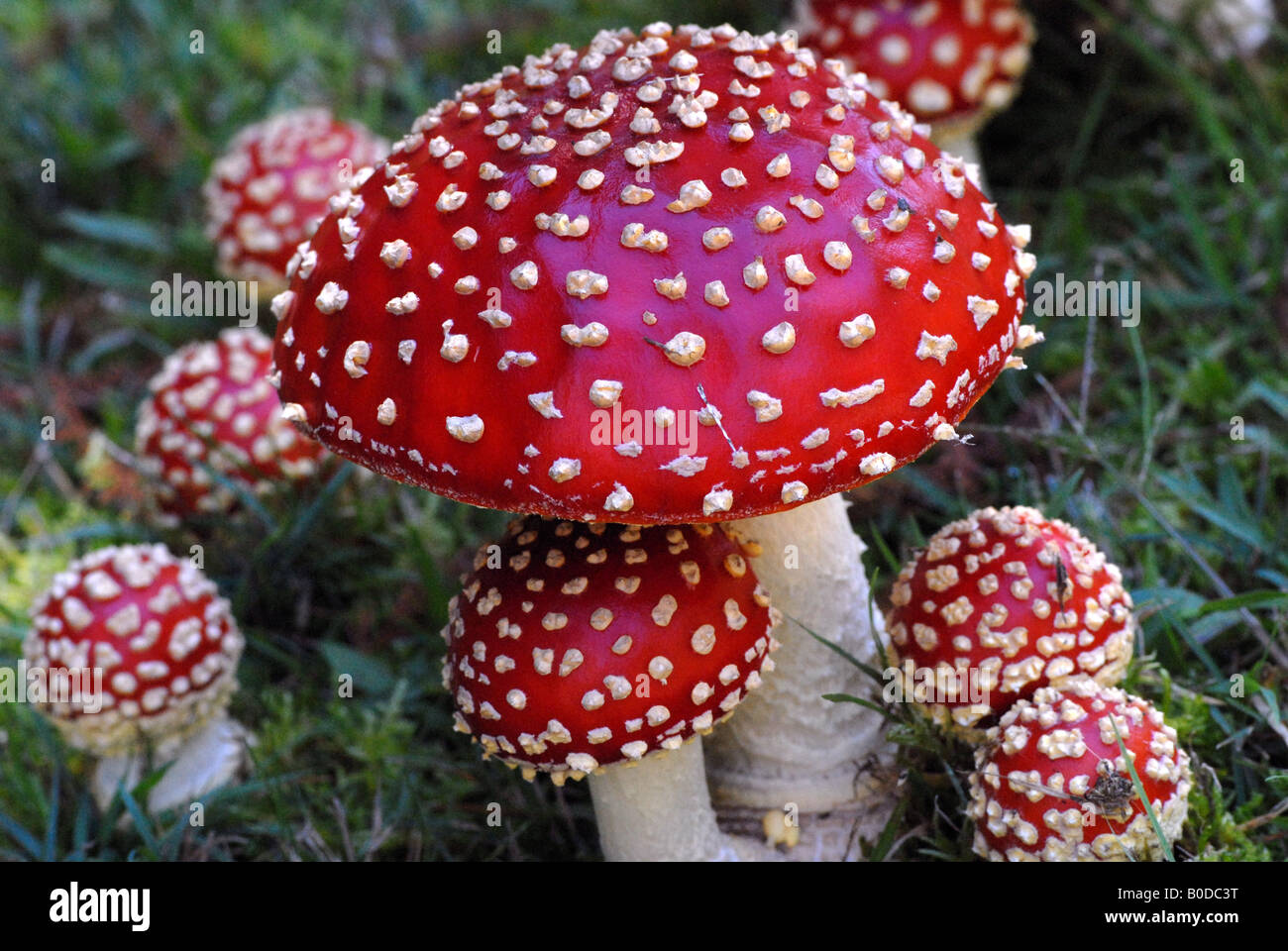 red poisonous mushroom Stock Photo - Alamy