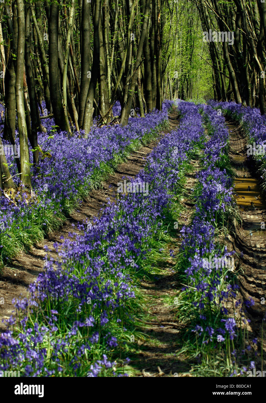 A Bluebell laden pathway in Kent Stock Photo - Alamy