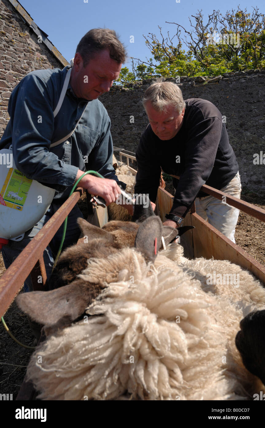 Farmer administering medication to sheep Marloes Pembrokeshire Wales UK ...
