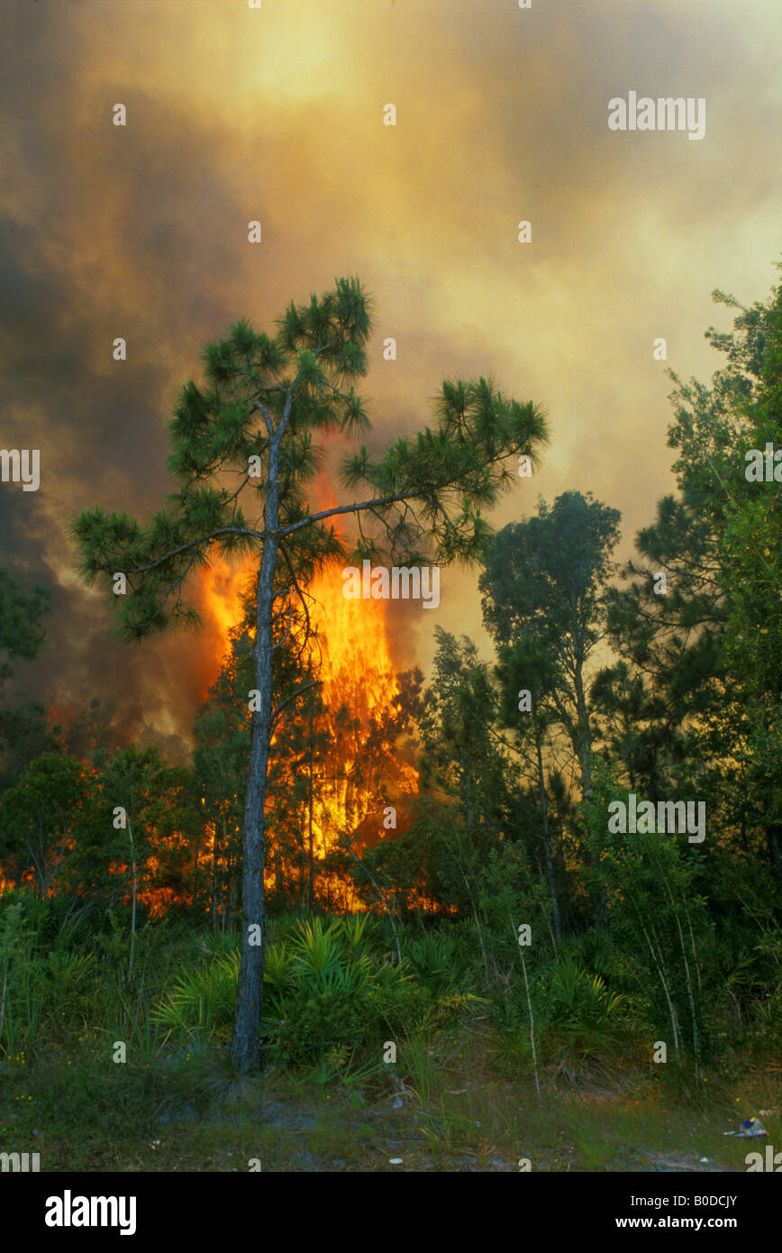 Southeastern wildfires hi-res stock photography and images - Alamy