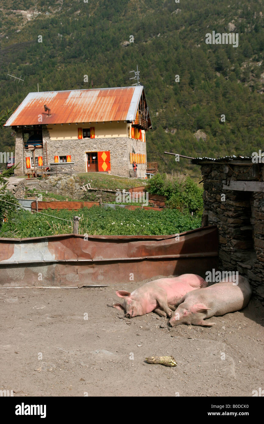 Two pigs sleeping in the Alps. Rifugio Willy Jervis, Val Pellice ...