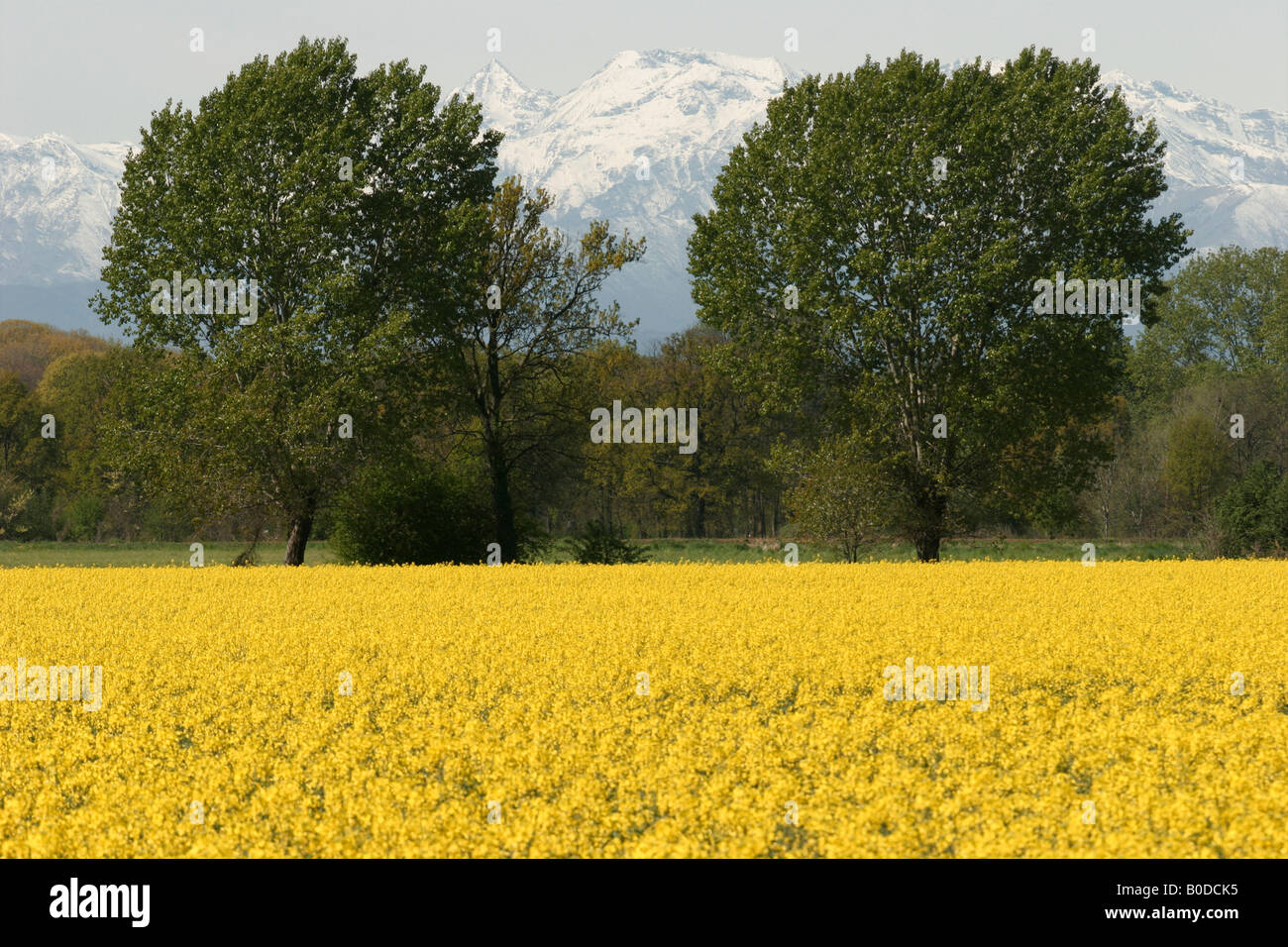 Oilseed rape field and trees of the Stupinigi park. Turin, Piemonte ...