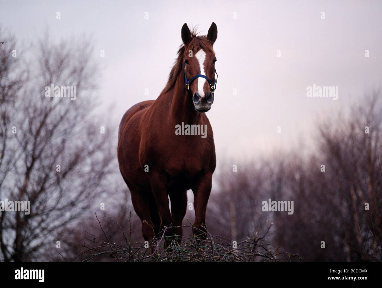large irish bred horse standing in a paddock Stock Photo - Alamy