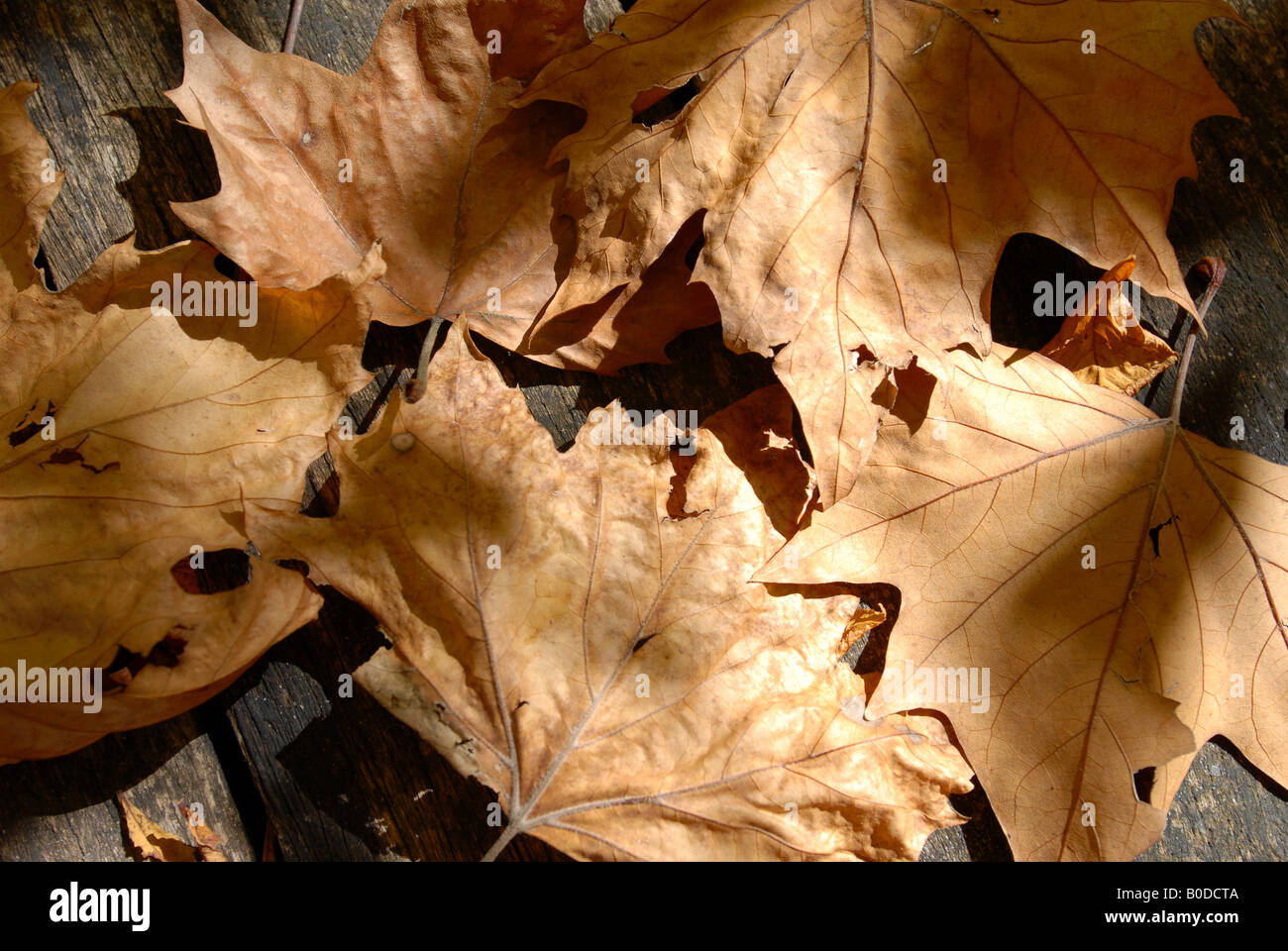 fallen autumn leaf Stock Photo - Alamy