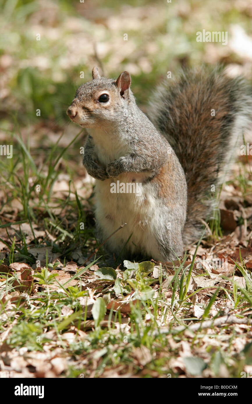 Italy squirrel hi-res stock photography and images - Alamy