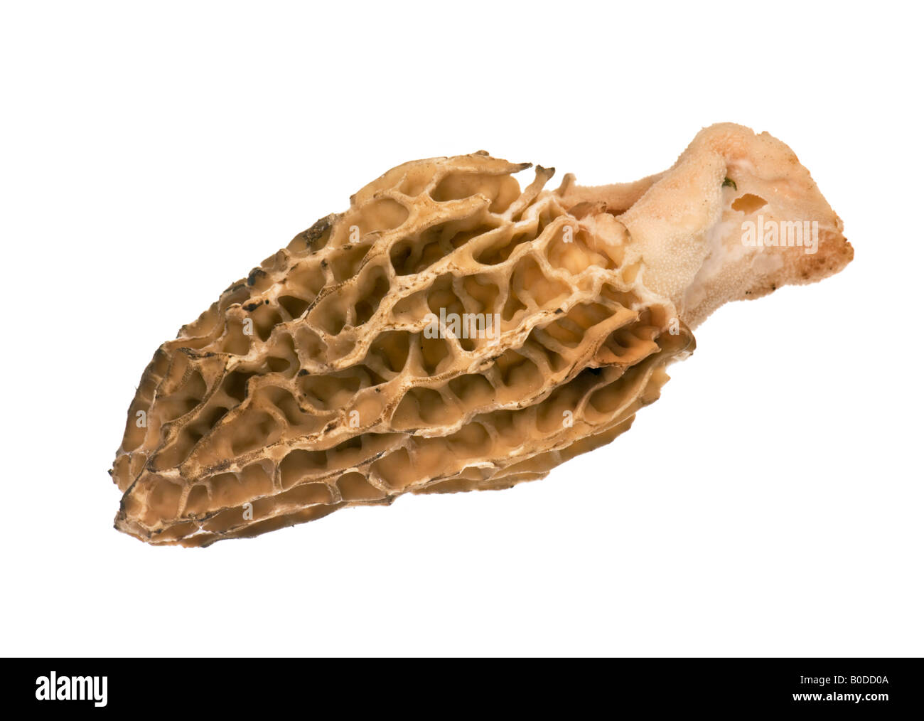 edible brown yellow Morel Morchella esculenta morchel Mushroom ...