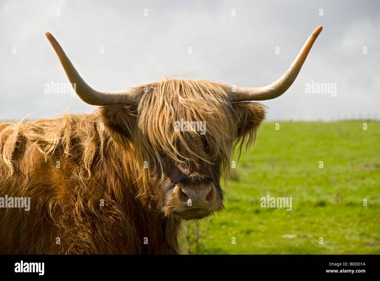 Highland Cow, Orkney Islands, Scotland, UK Stock Photo - Alamy