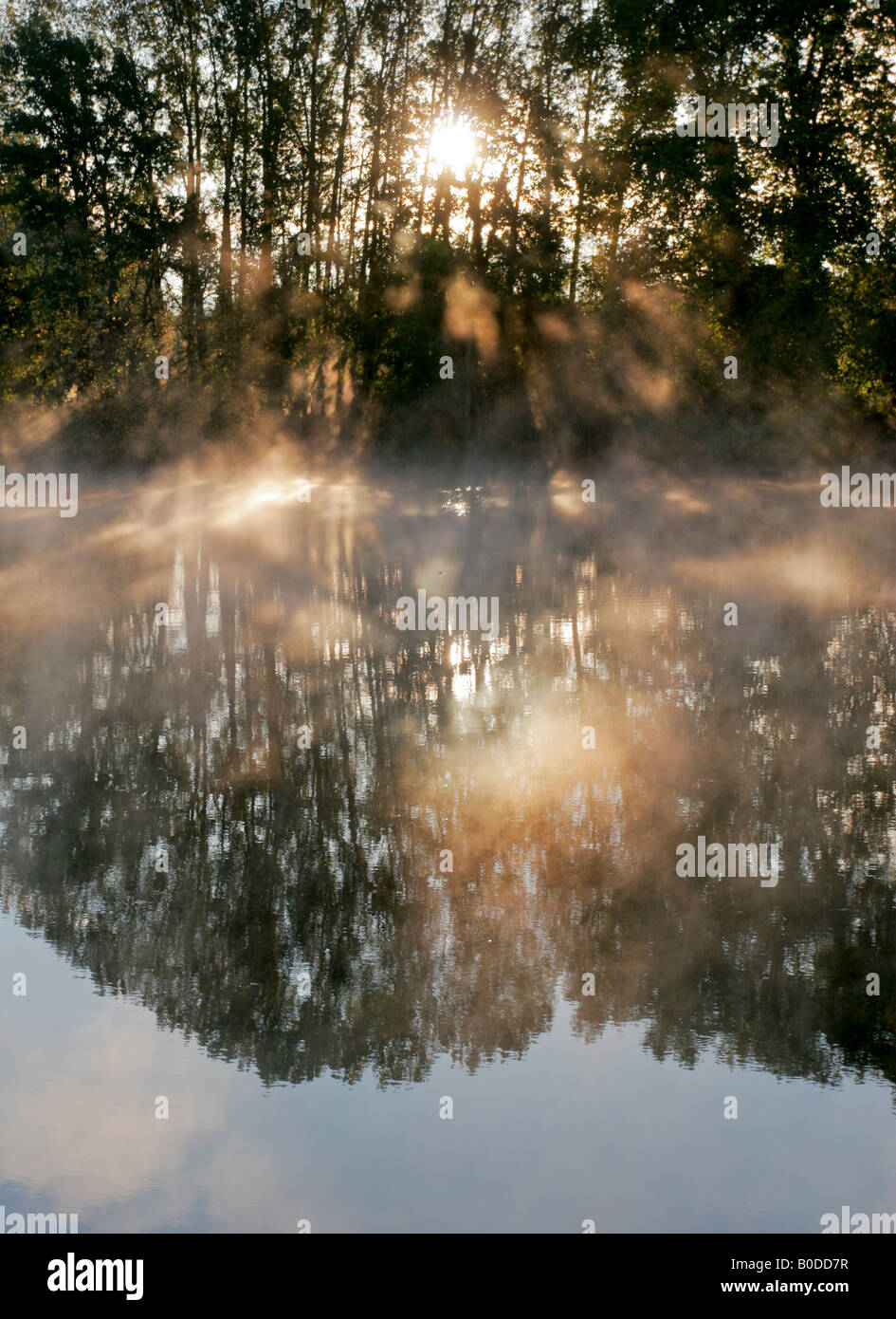 Sun light beaming through trees hi-res stock photography and images - Alamy
